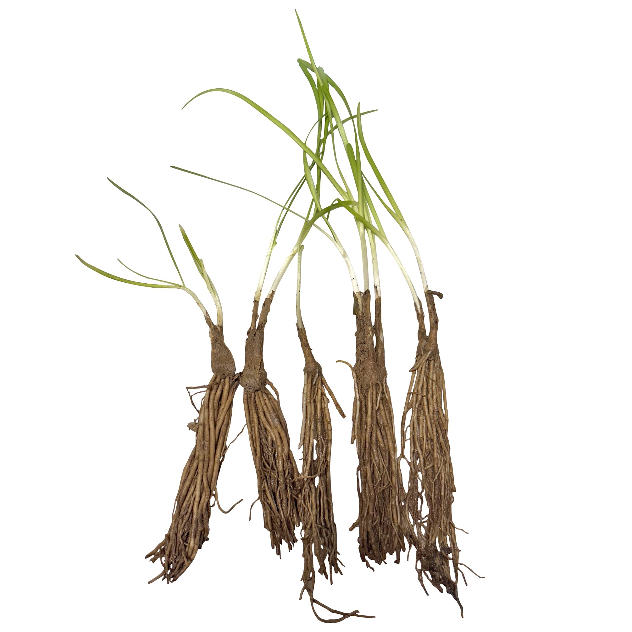 New Plants From Roots