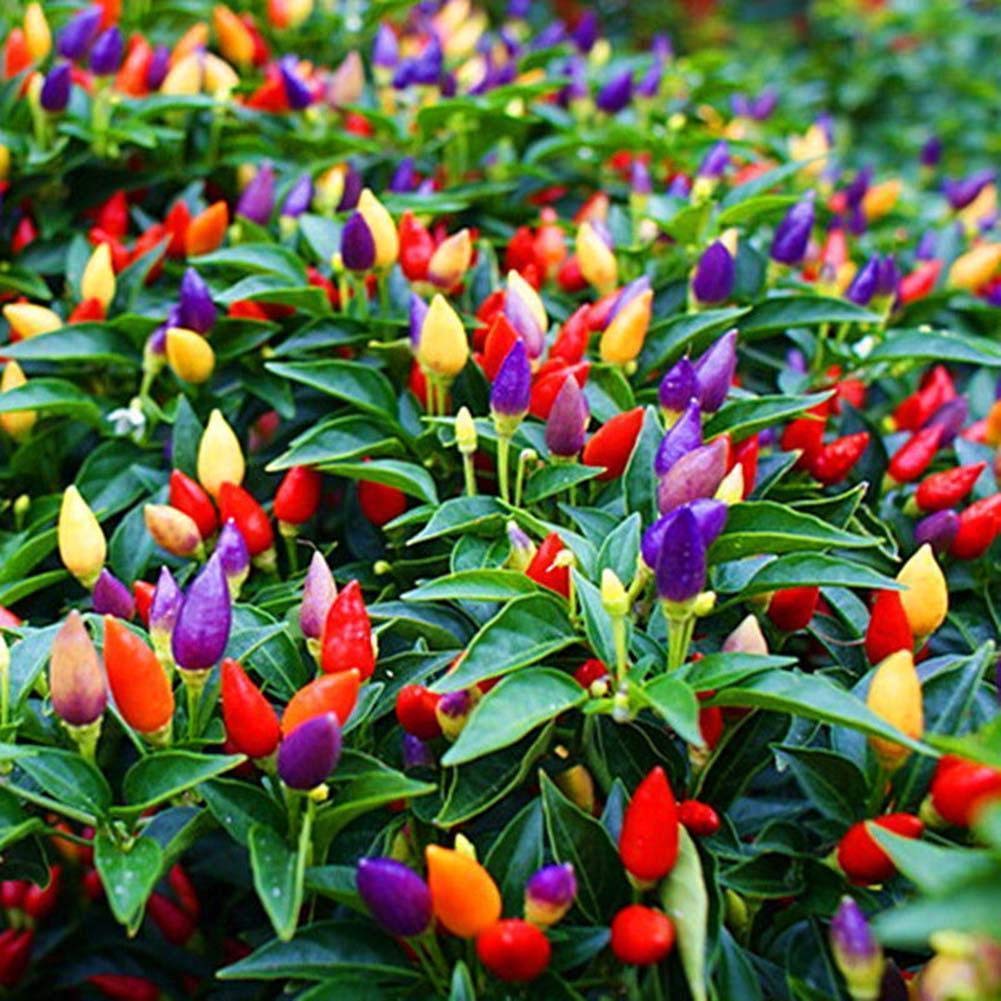 Piante Di Peperoncino Piccante