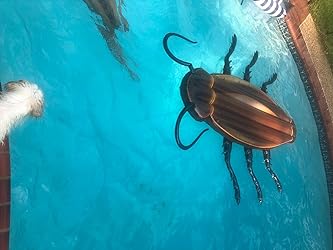 Amazon.com: Coconut Float Gigantic 70" Cockroach Inflatable Raft & Pool ...