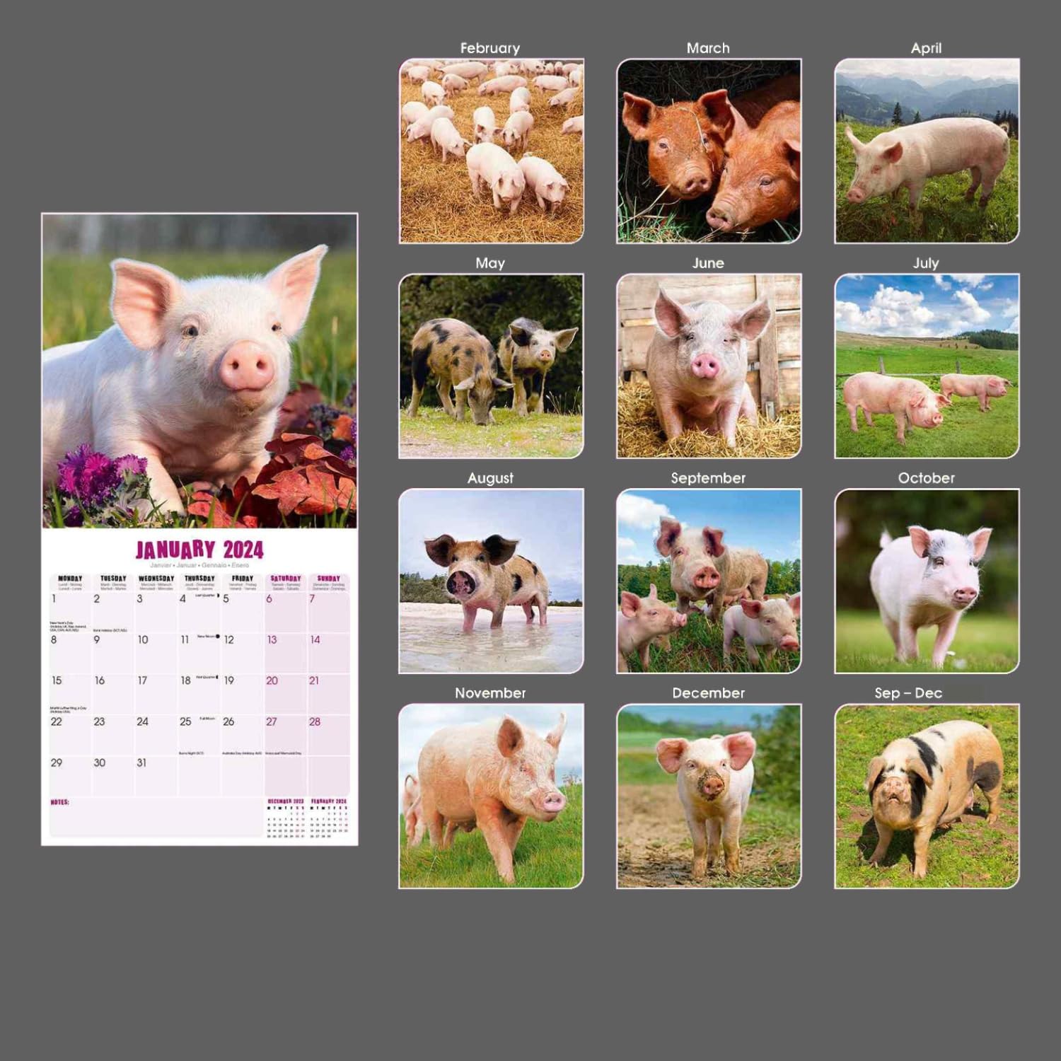 Snapklik.com : 2023 2024 Pigs Calendar - Cute Farm Animal Monthly Wall ...