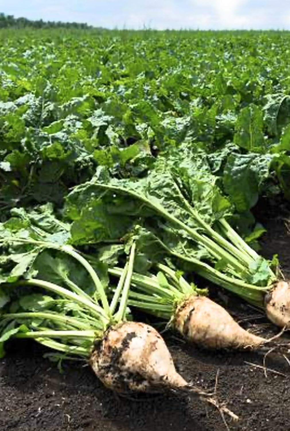 Amazon.com : Pelleted-Sugar Beet Seeds - Good yields of Large 3 lb ...