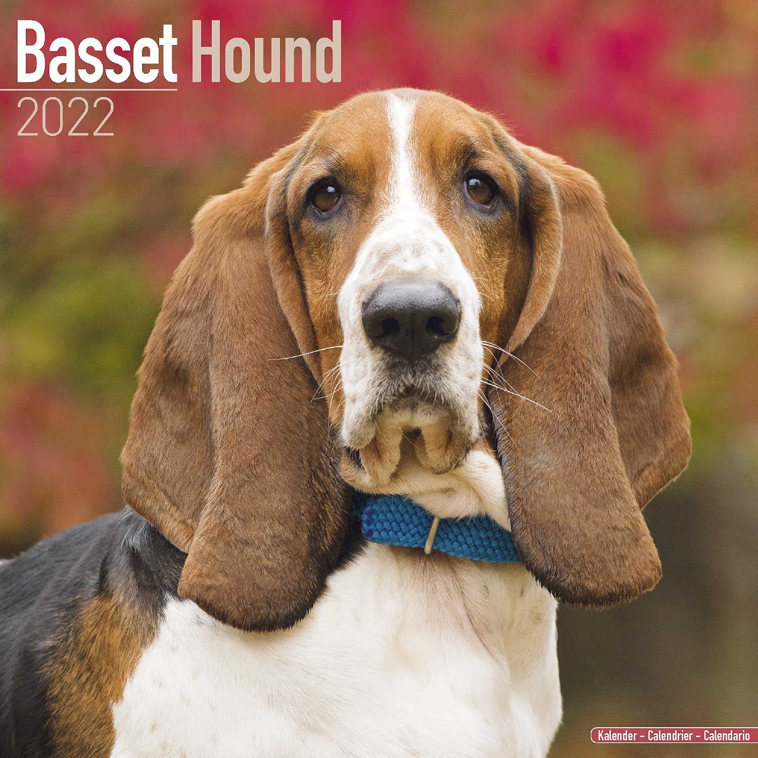 Basset Hound Calendar - Dog Breed Calendars - 2021 - 2022 wall ...