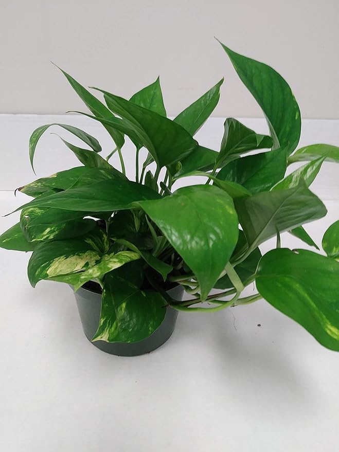 Amazon.com : 6" Live Golden Pothos - Indoor Plant : Patio, Lawn & Garden