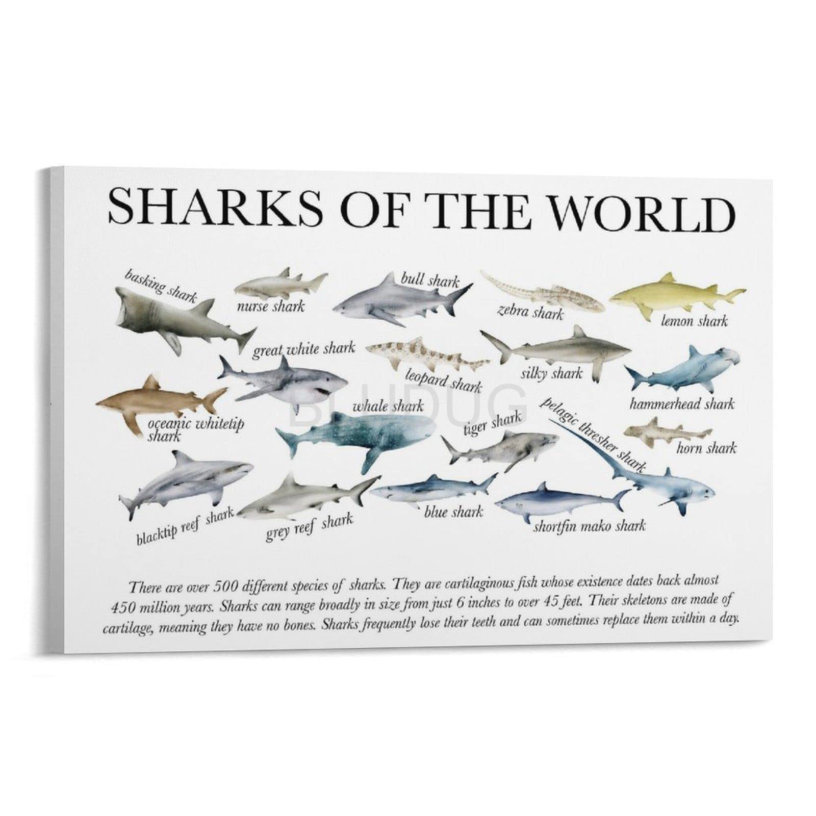 Sharks Of The World Poster