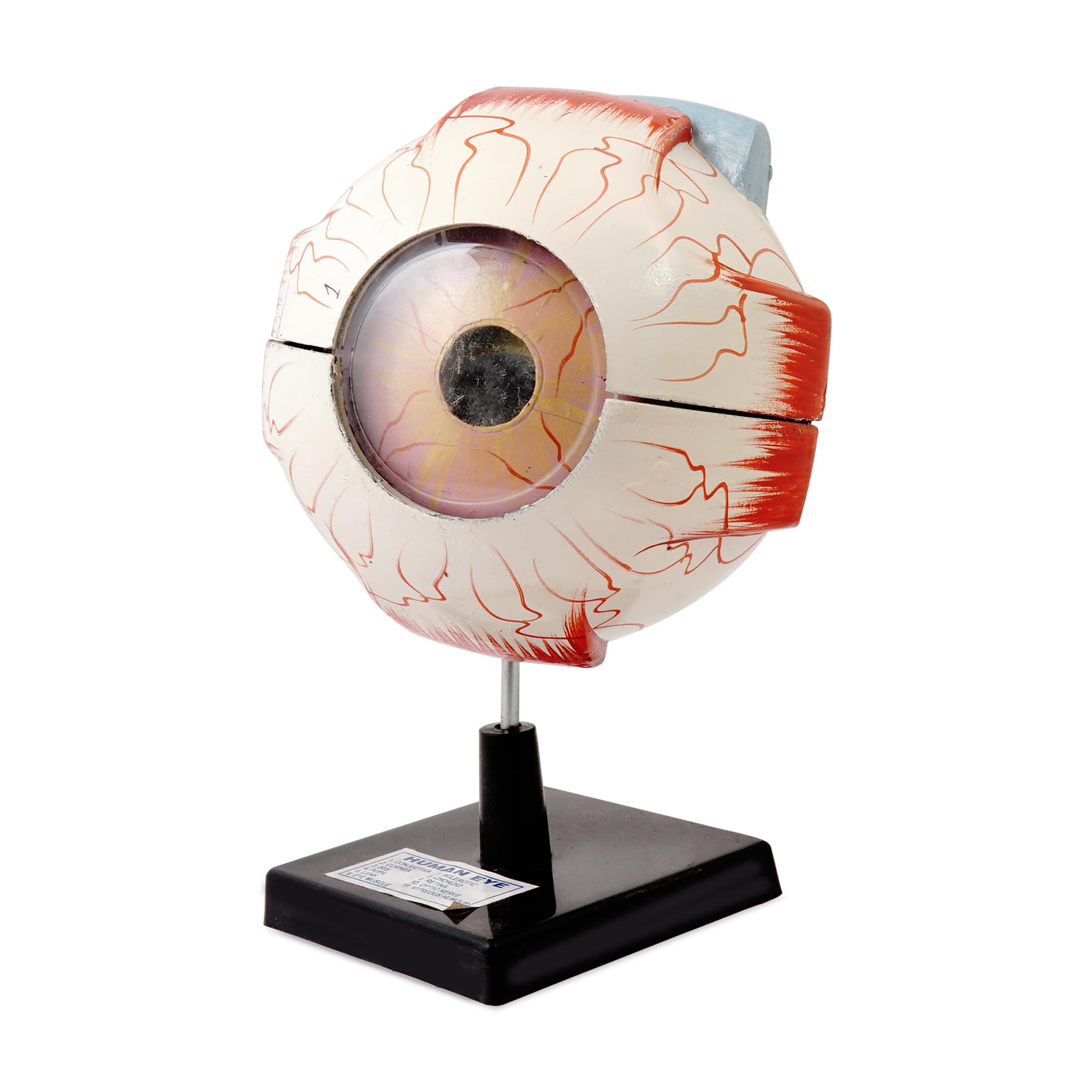 Human Eye Sclera Human Eye: A Brief Introduction