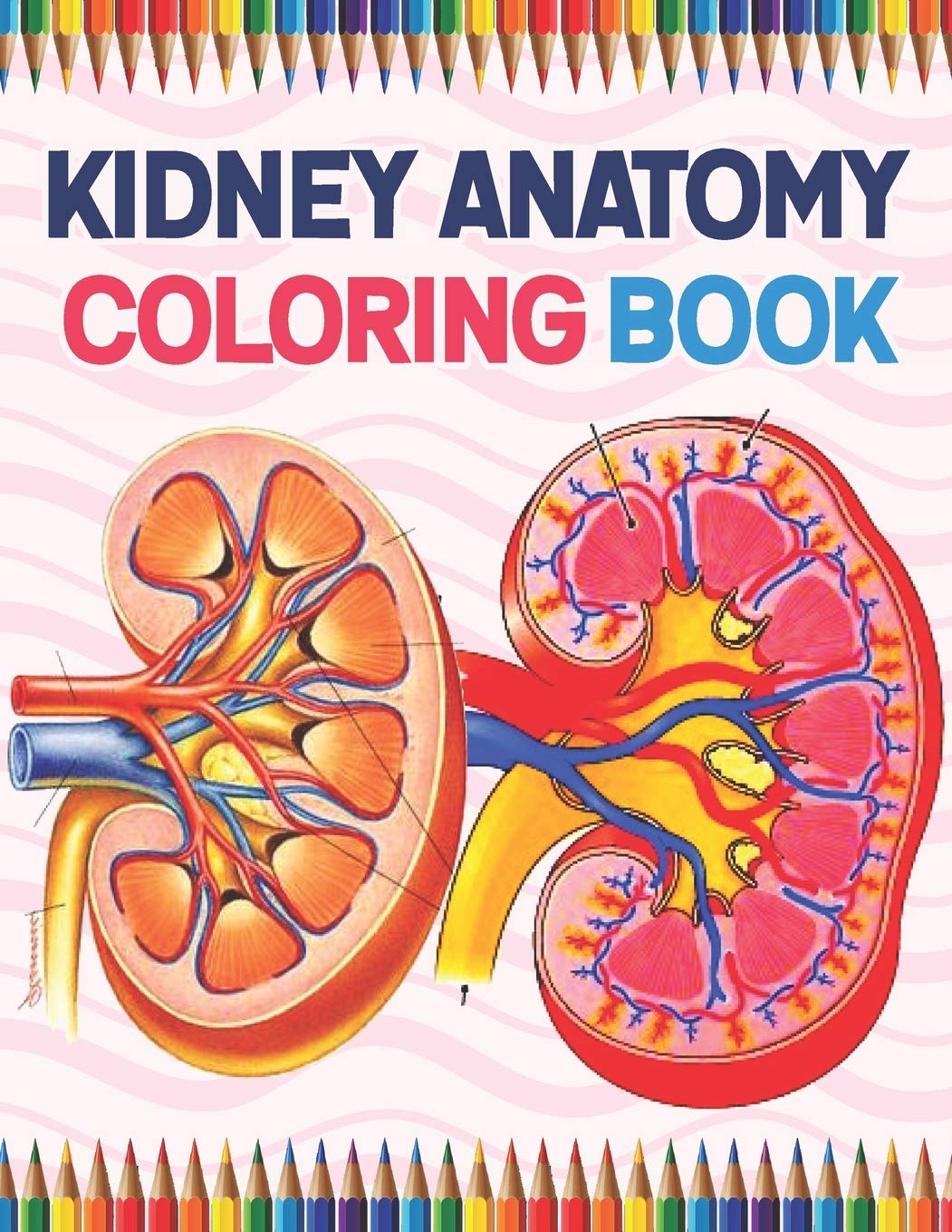 Buy Kidney Anatomy Coloring Book: Nephrology Coloring Book For ...