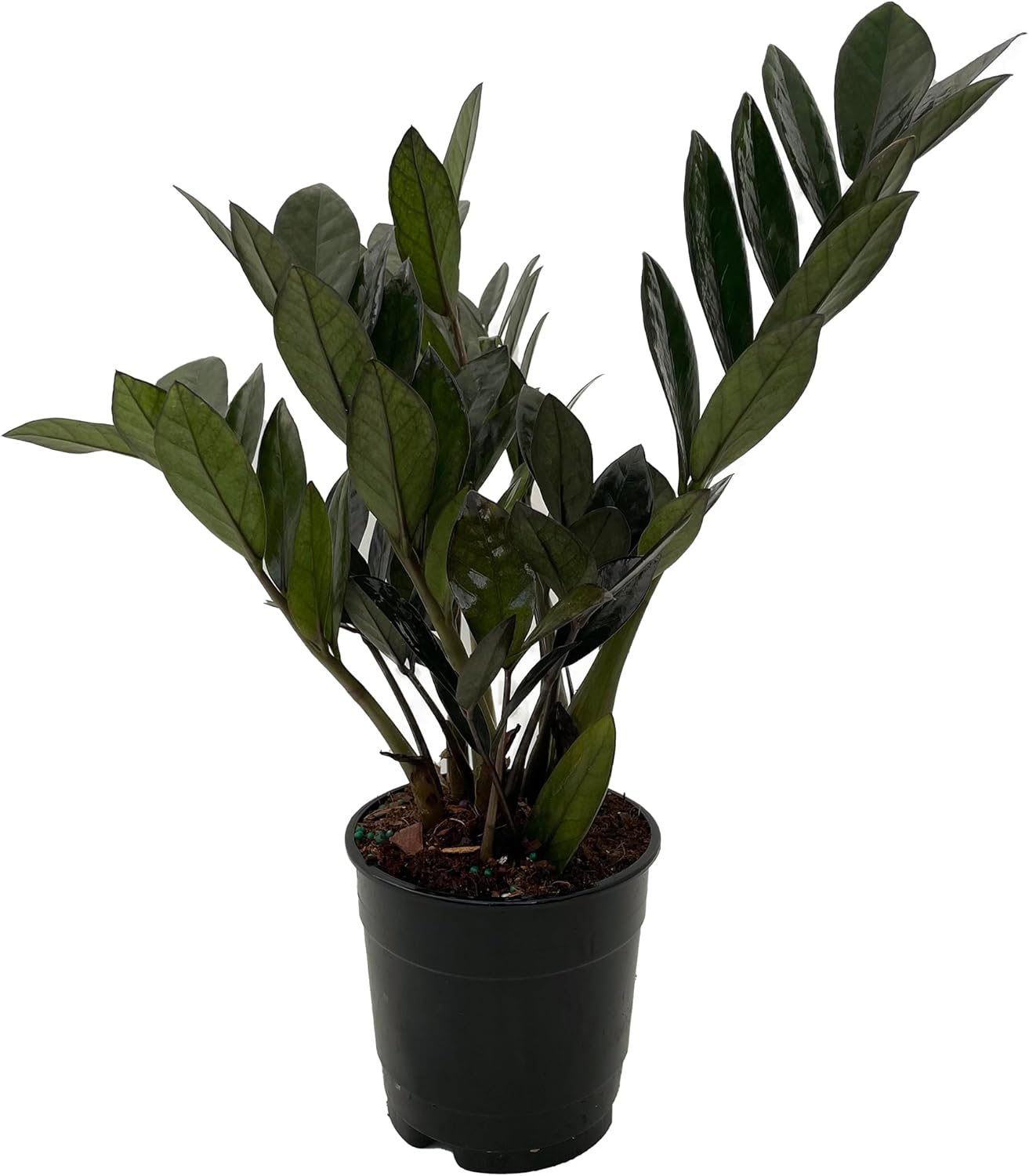 Amazon.com : Super Nova Black ZZ Plant - Zamioculcas - 5" Pot ...