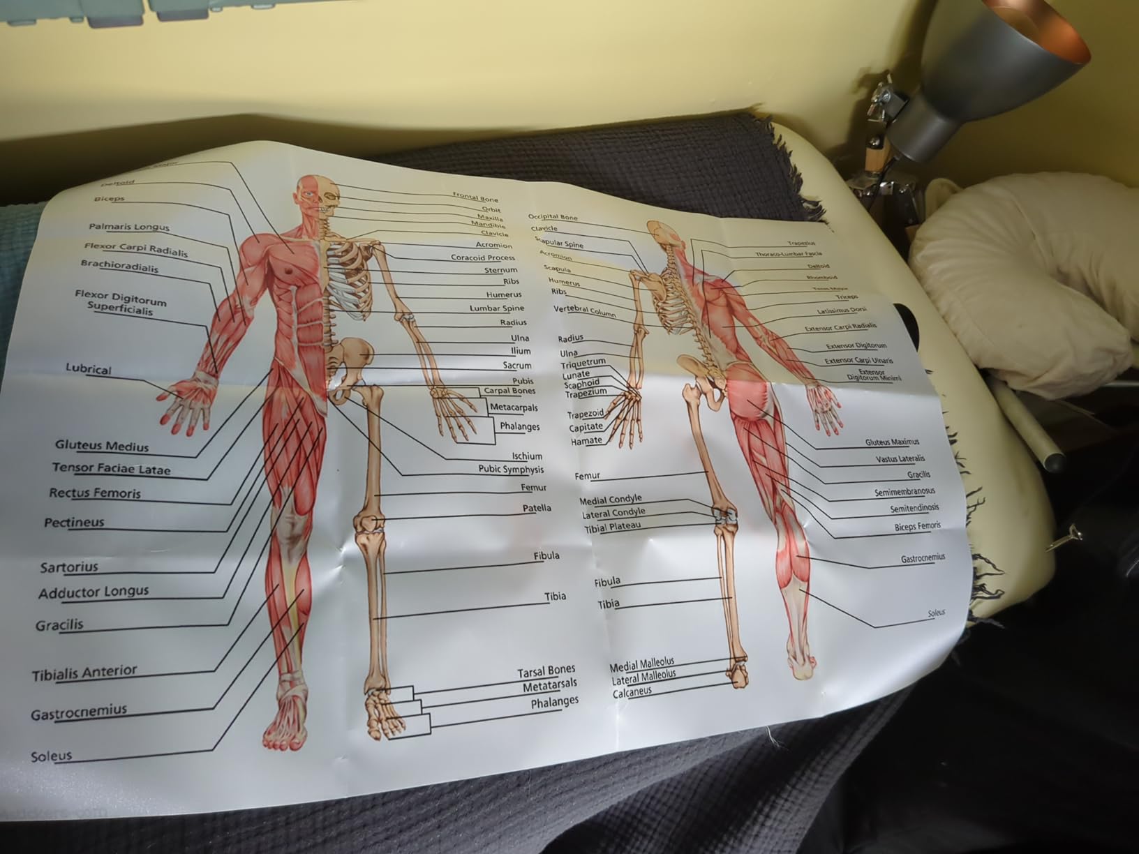 ULTECHNOVO Anatomical Poster Learning Muscular Skeletal System ...