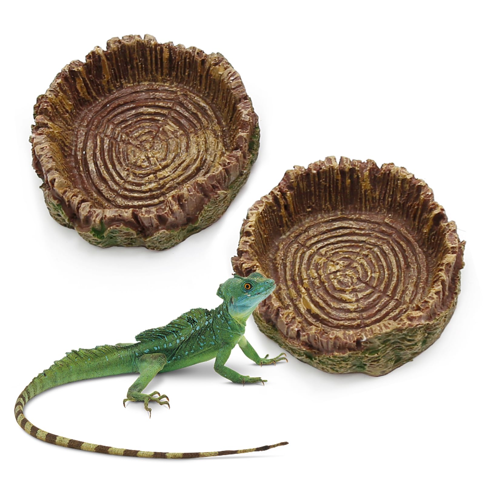 Lizard Dishes