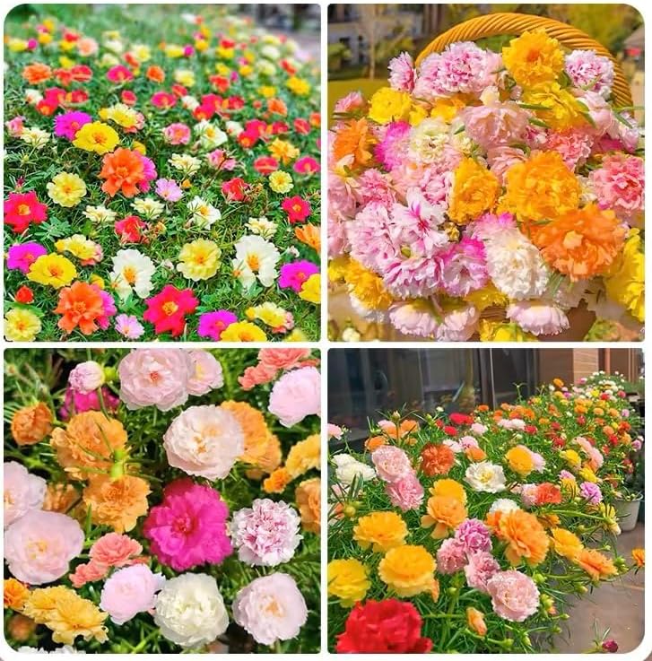 Amazon.com : DouxiE 10pcs Rare Twin Red White Rose Seeds - Heirloom Non ...