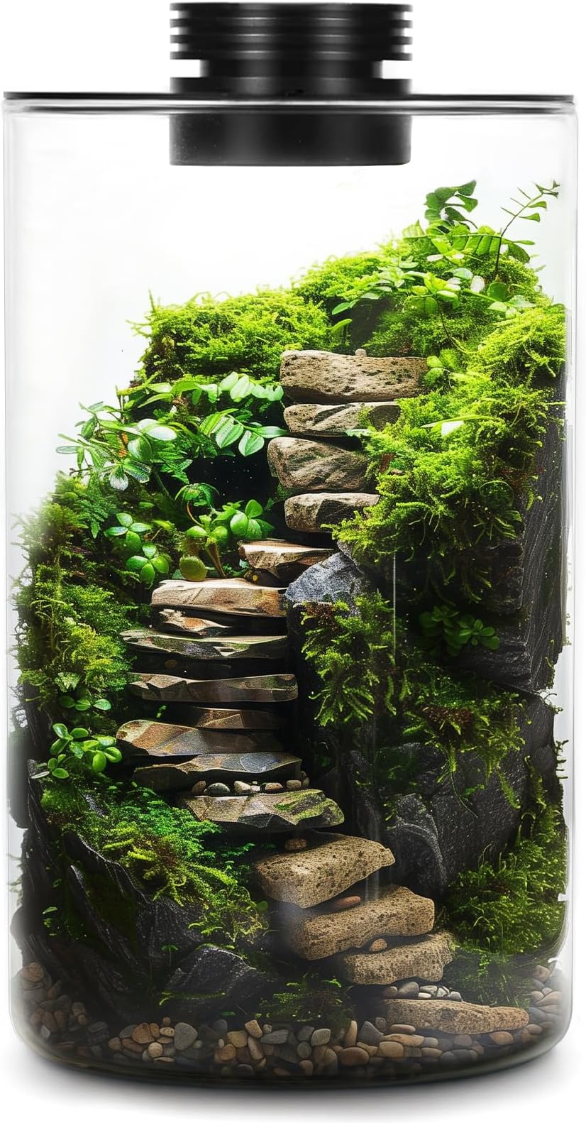 Amazon.com : Desktop Glass Plant Terrarium with Grow Light (H:7.8" D:4 ...