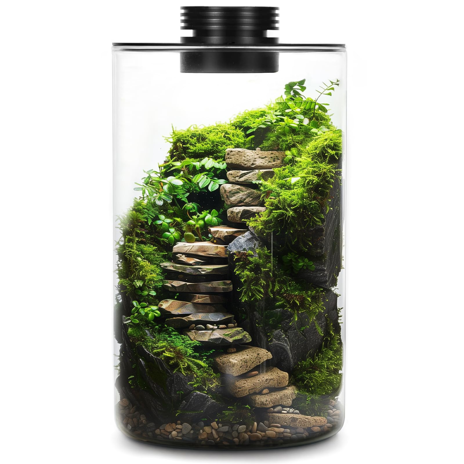 Amazon.com: Desktop Glass Plant Terrarium with Grow Light - Planter for ...