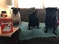 Two's A Crowd (Pug Pals #1) (1): Ahn, Flora: 9781338118452: Amazon.com ...