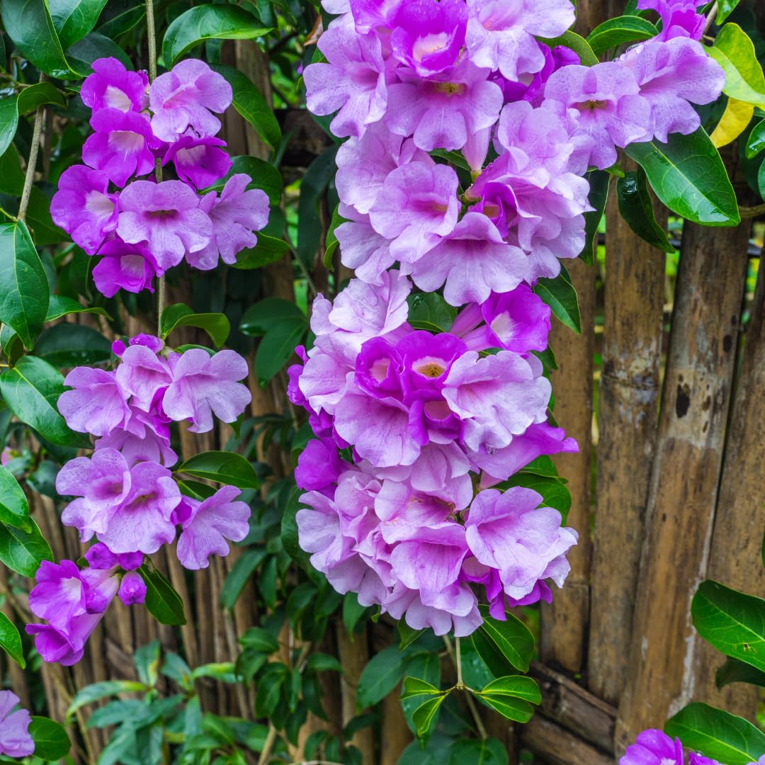 Nursery Live Rare Garlic Vine Climbing Flowering Plant (Mansoa alliacea ...