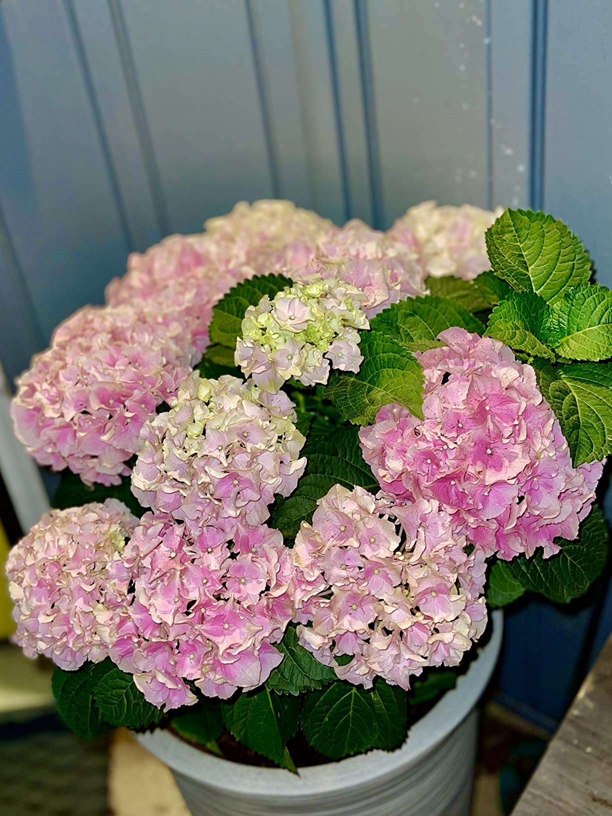 Amazon.com : Espoma Organic Soil Acidifier Soil Amendment; Lowers Soil ...