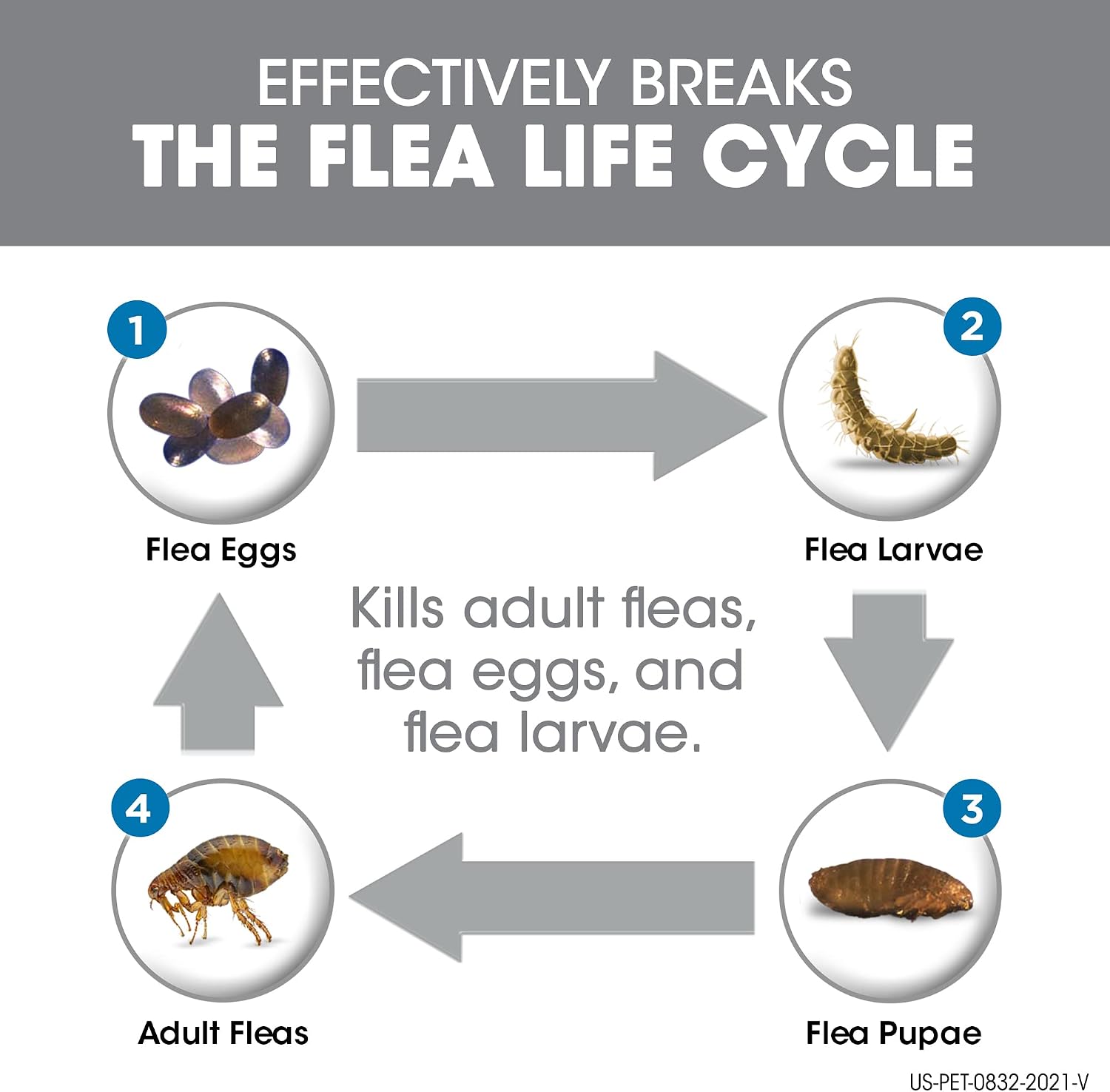 How To Treat Flea Eggs On Dogs