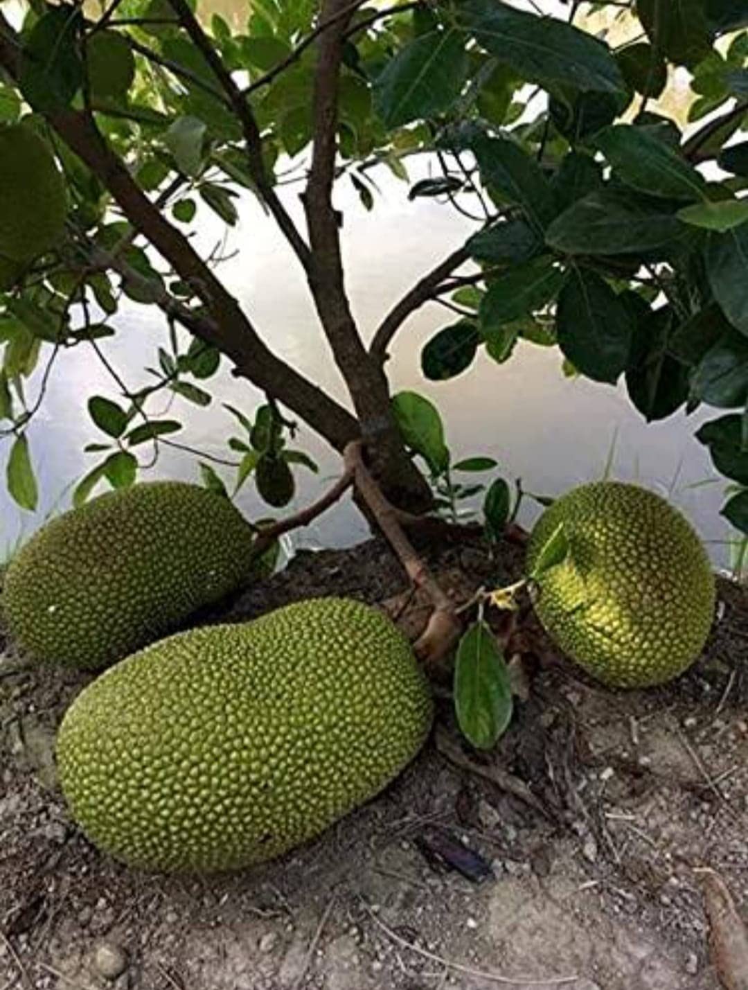 NDN2 Plants` Dwarf Yellow Jackfruit Grafted 1 Healthy Live Baramasi ...