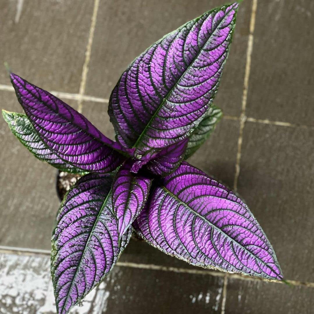 Persian Shield Perennial Strobilanthus Persian Shield