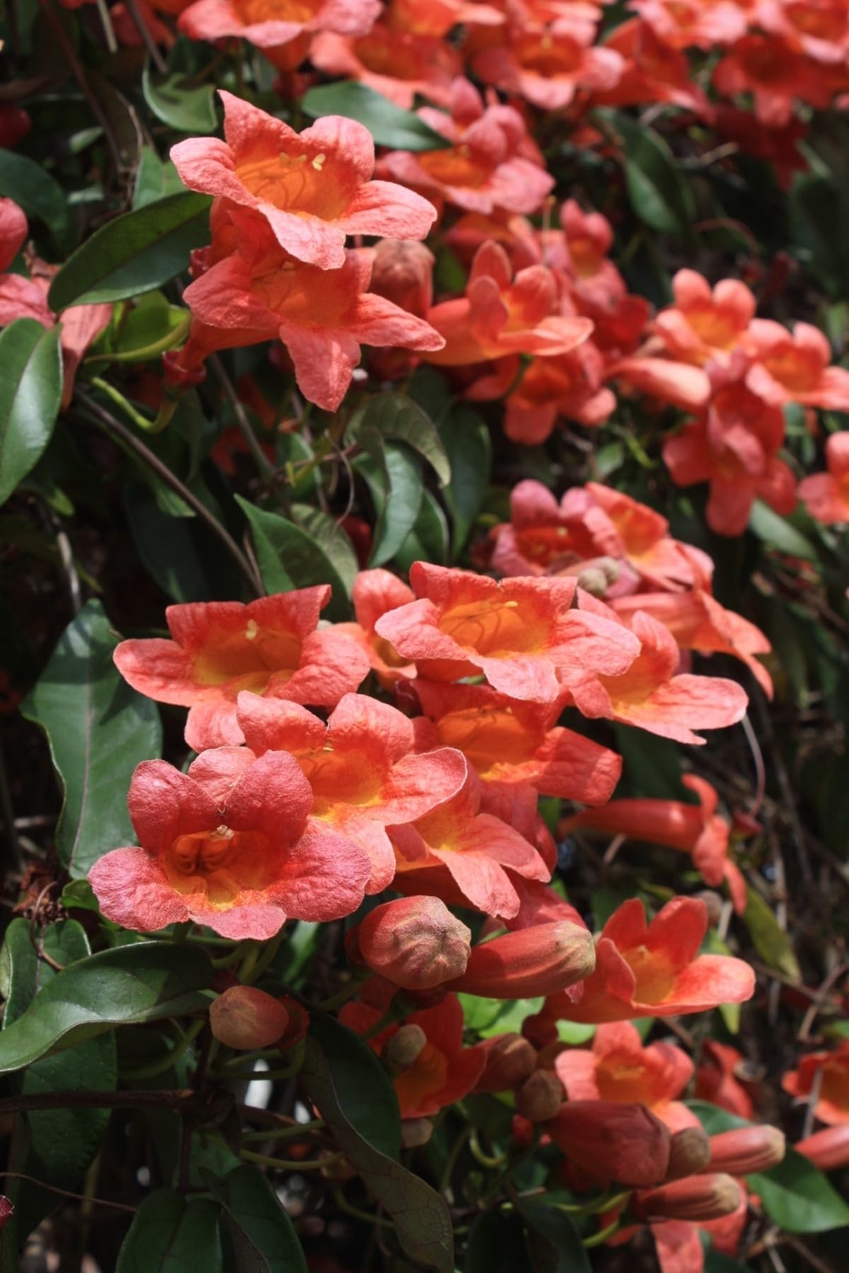 5 Best Scarlet Trumpet Vine | Hummingbirds Can't Resist