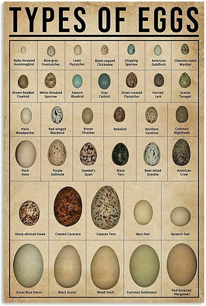 Amazon.com: Types Of Eggs Retro Tin Signs Egg Knowledge Infographic ...