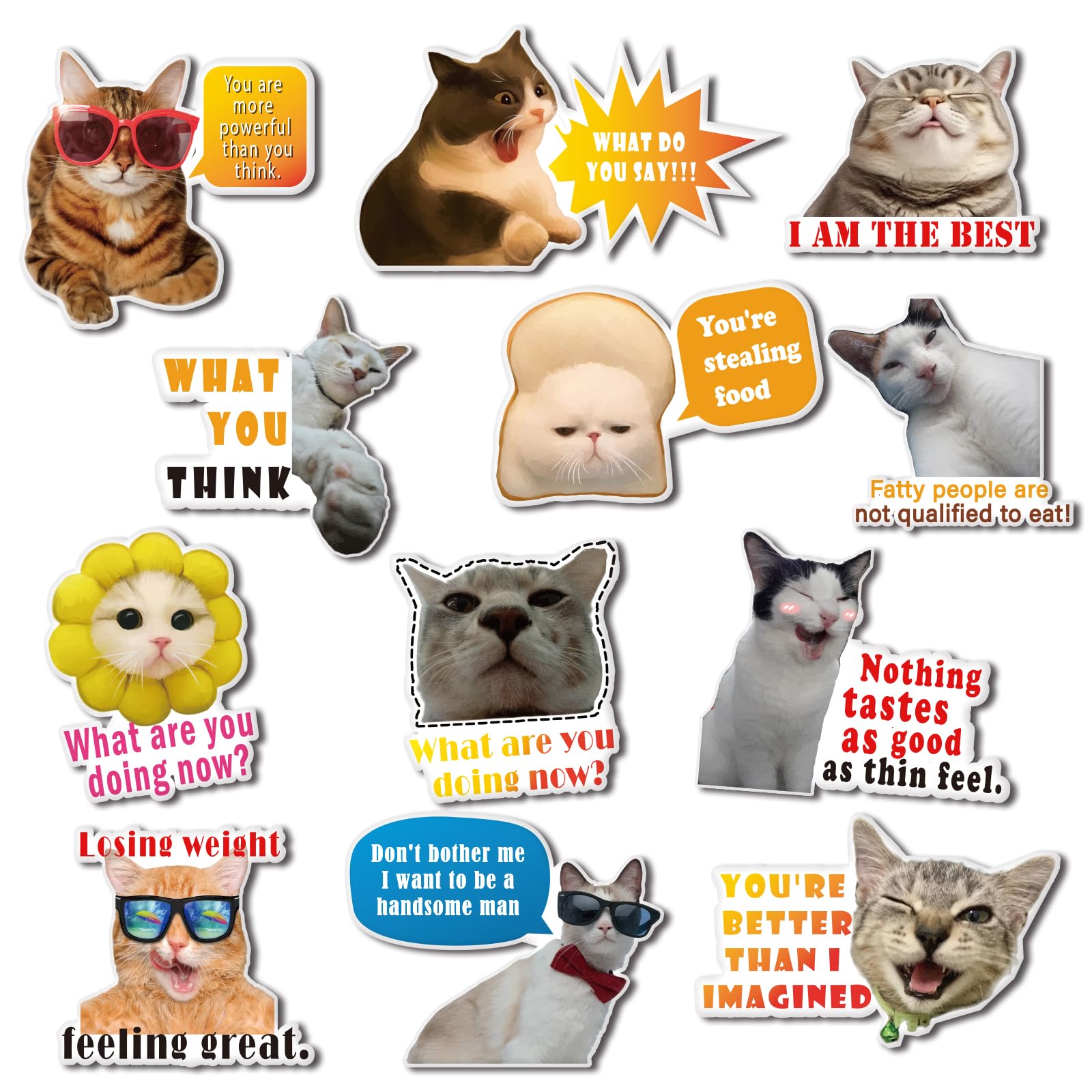 Amazon.com: Funny Cat Meme Fridge Magnets - 12 Pcs Cute Animals Words ...
