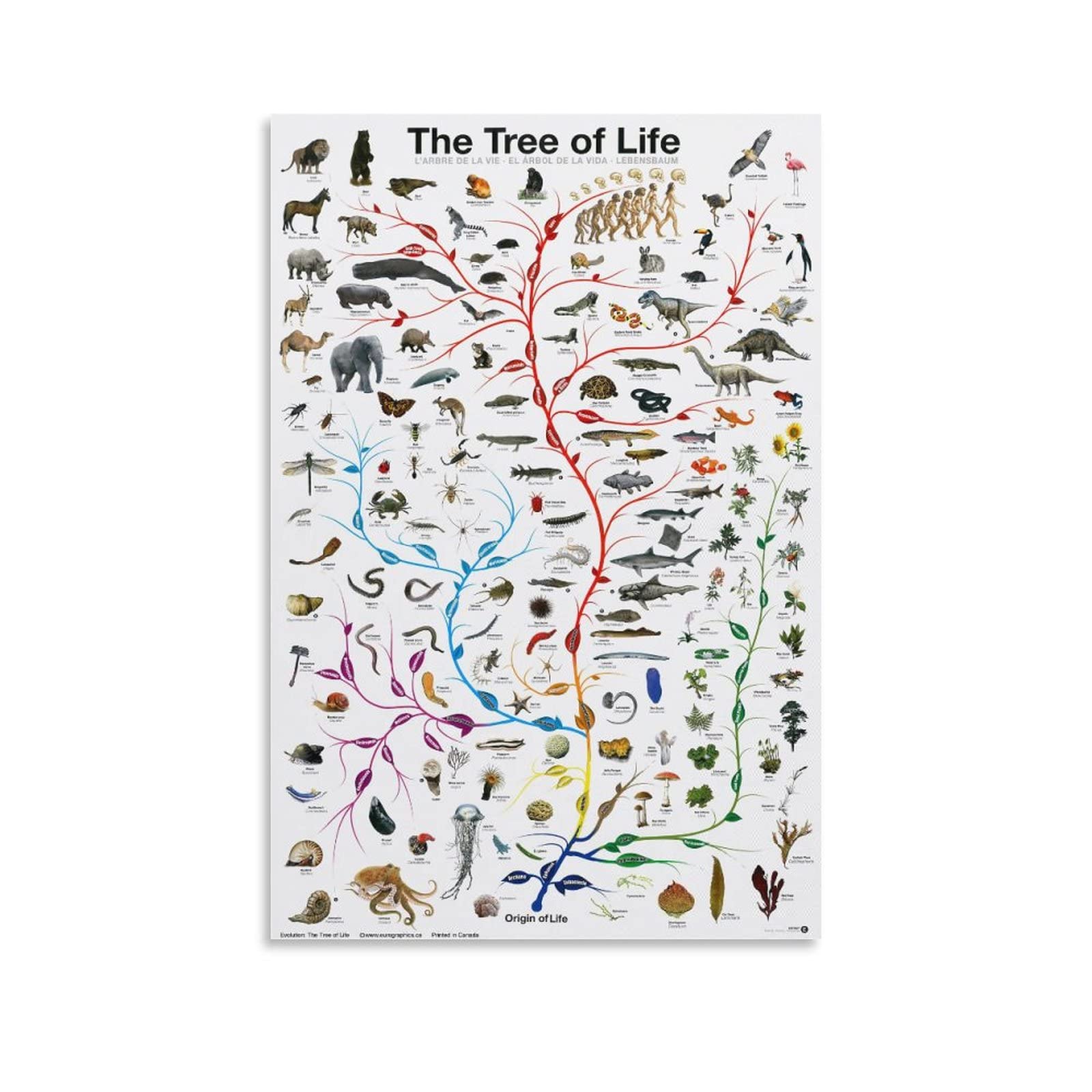 KEWORLAN Posters & Prints Evolution The Tree of Life Eurographics ...