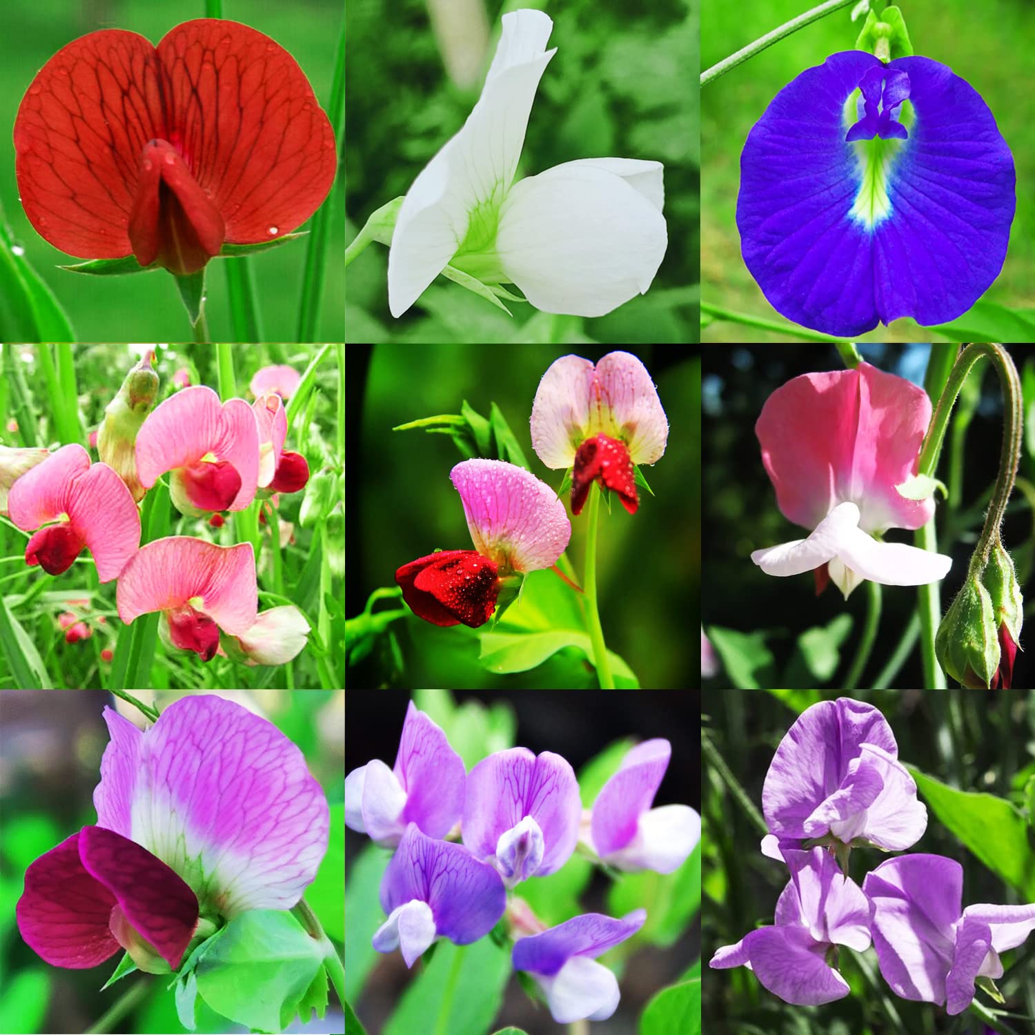 Buy 50 Pcs Blue Butterfly Pea Vine , Clitoria Ternatea for ing ...