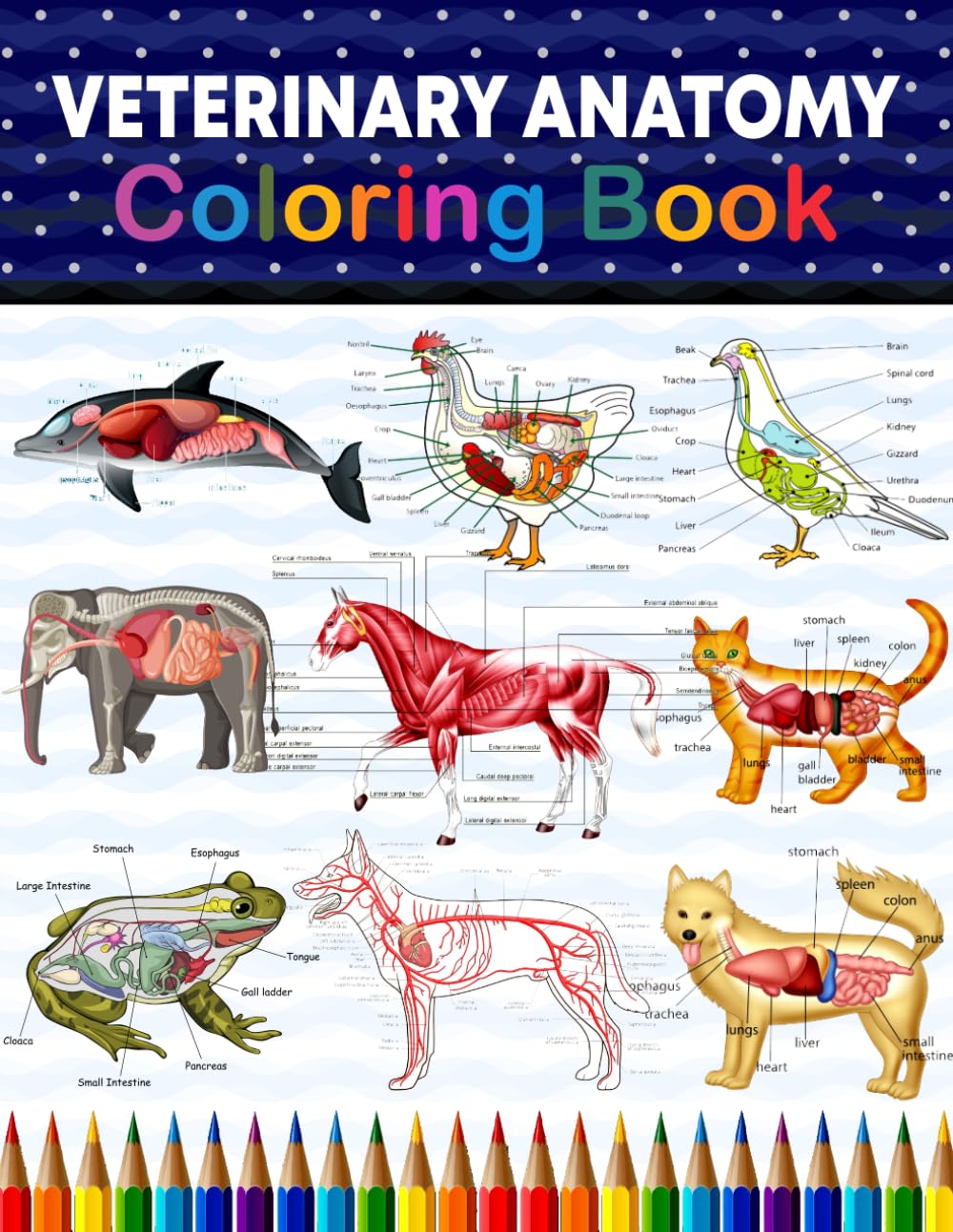 Veterinary Anatomy Coloring Book Incredibly Detailed Self Test ...