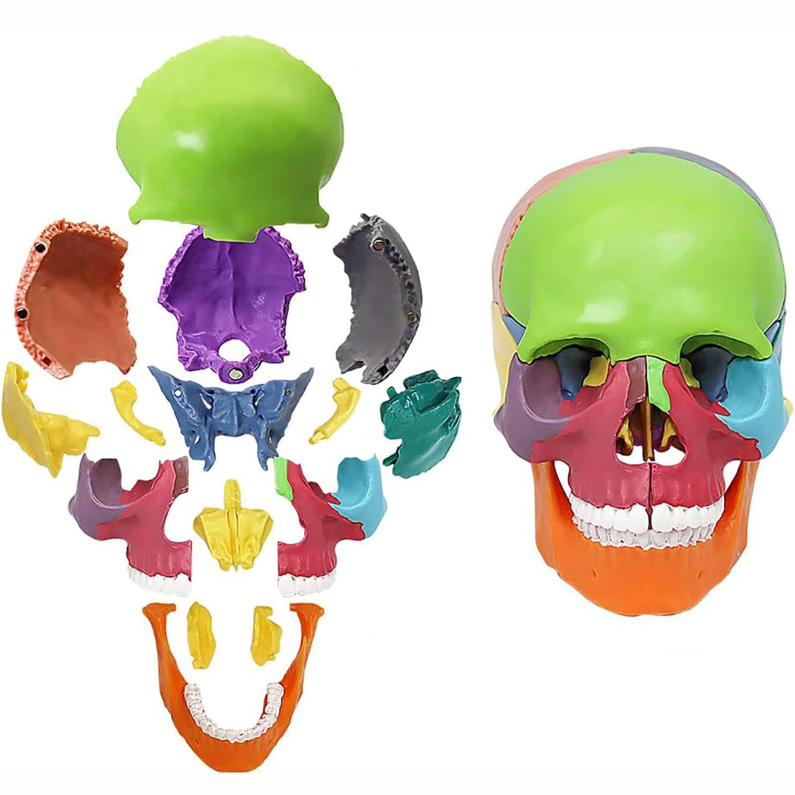 Anatomia Del Cranio Umano Vuoto