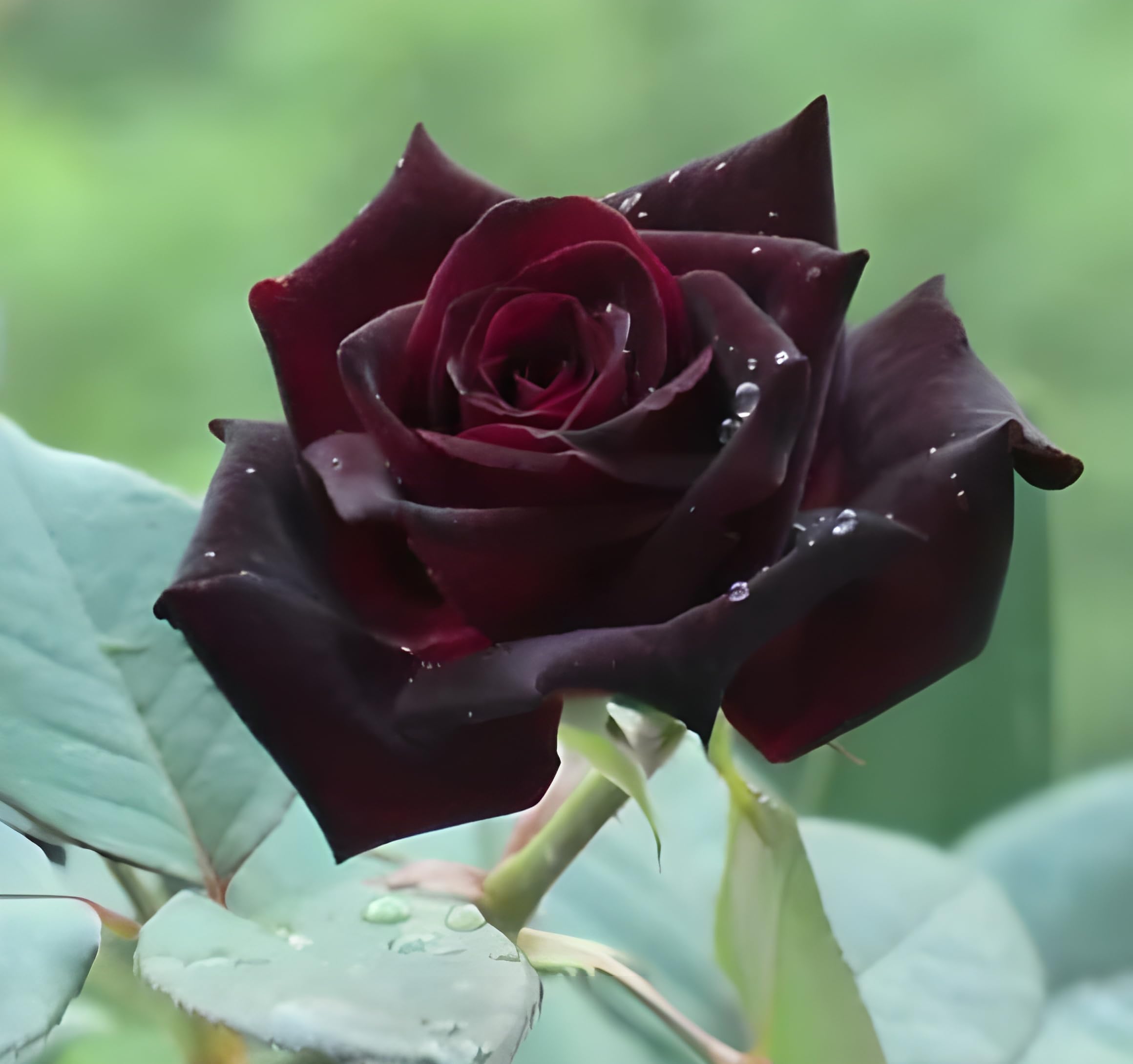 Deep Red Rose Wallpapers Deep Red Of Damask Rose Flower. (Rosa