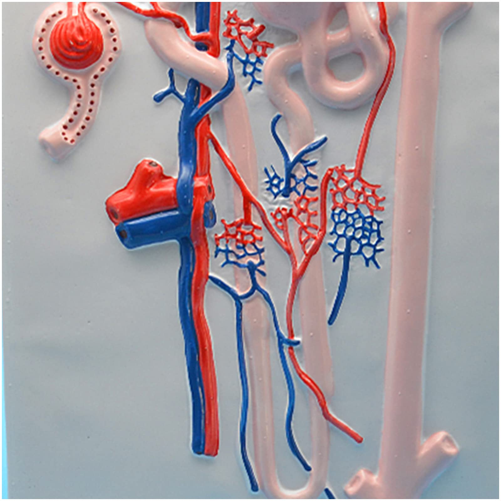 Human Nephron Anatomy