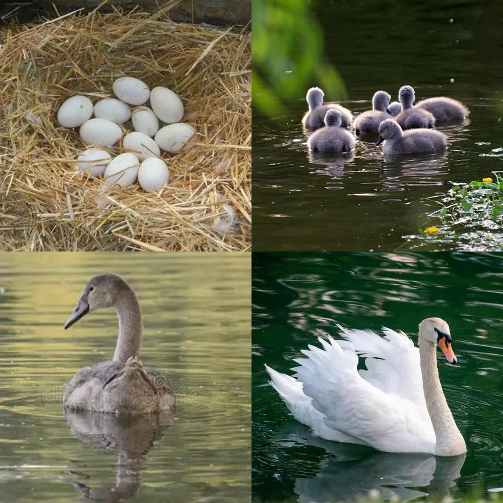 Snapklik.com : Life Cycle Toys, White Swan Animals Life Cycle Set ...