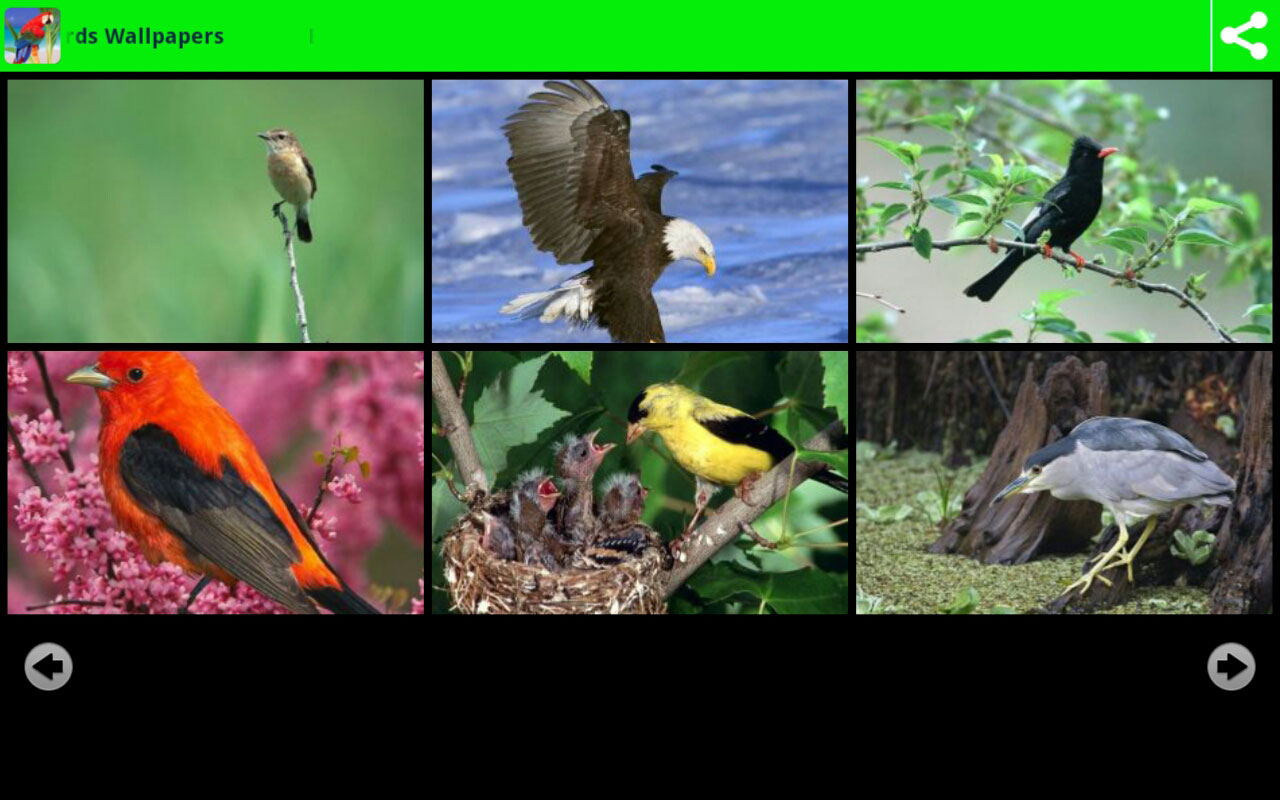 Beautiful Birds Wallpapers - App on Amazon Appstore