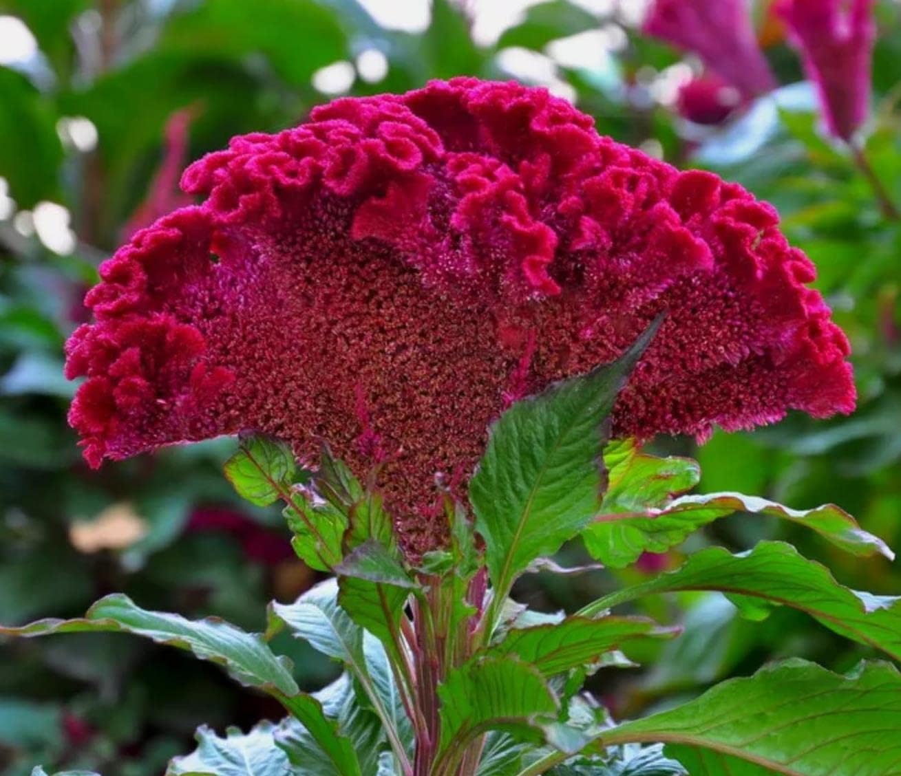 Amazon.com : 300+ Celosia Cristata Seeds (Cockscomb Seeds) for Planting ...