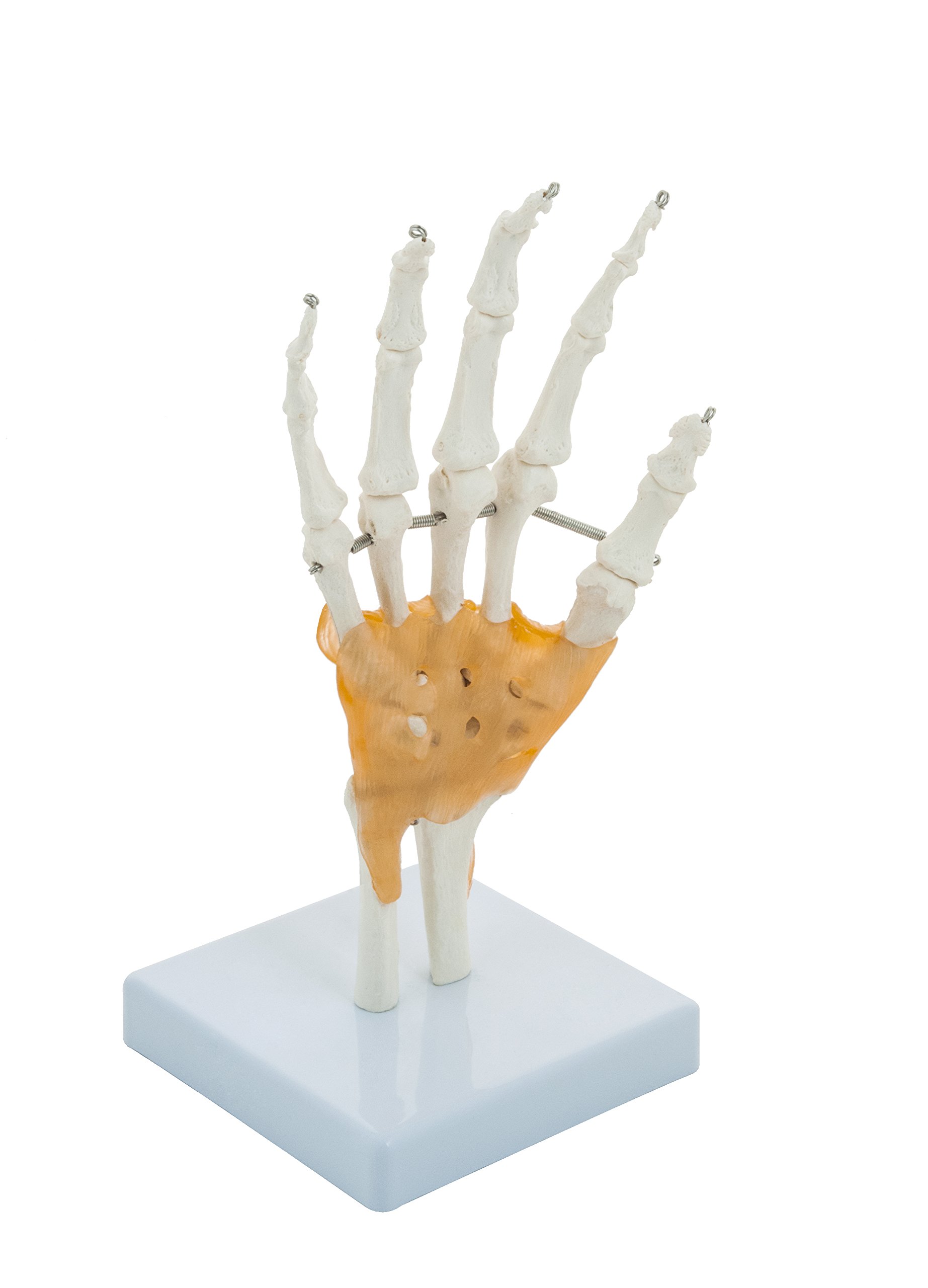 Labzio Life Size Hand And Wrist Skeleton Model With Flexible ...