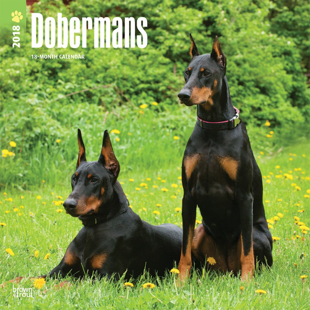 Amazon.com: Dobermans 2018 Calendar: 9781465087690: Browntrout ...