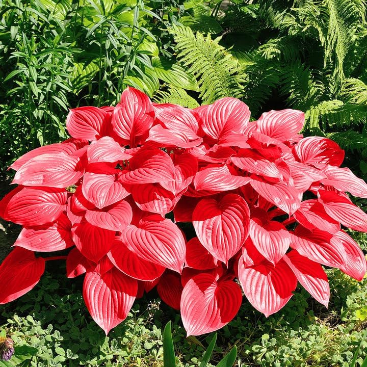 Amazon.com : SEBIOLA Hosta Seeds - 100 Red Perennial Hostas Plants Seed ...