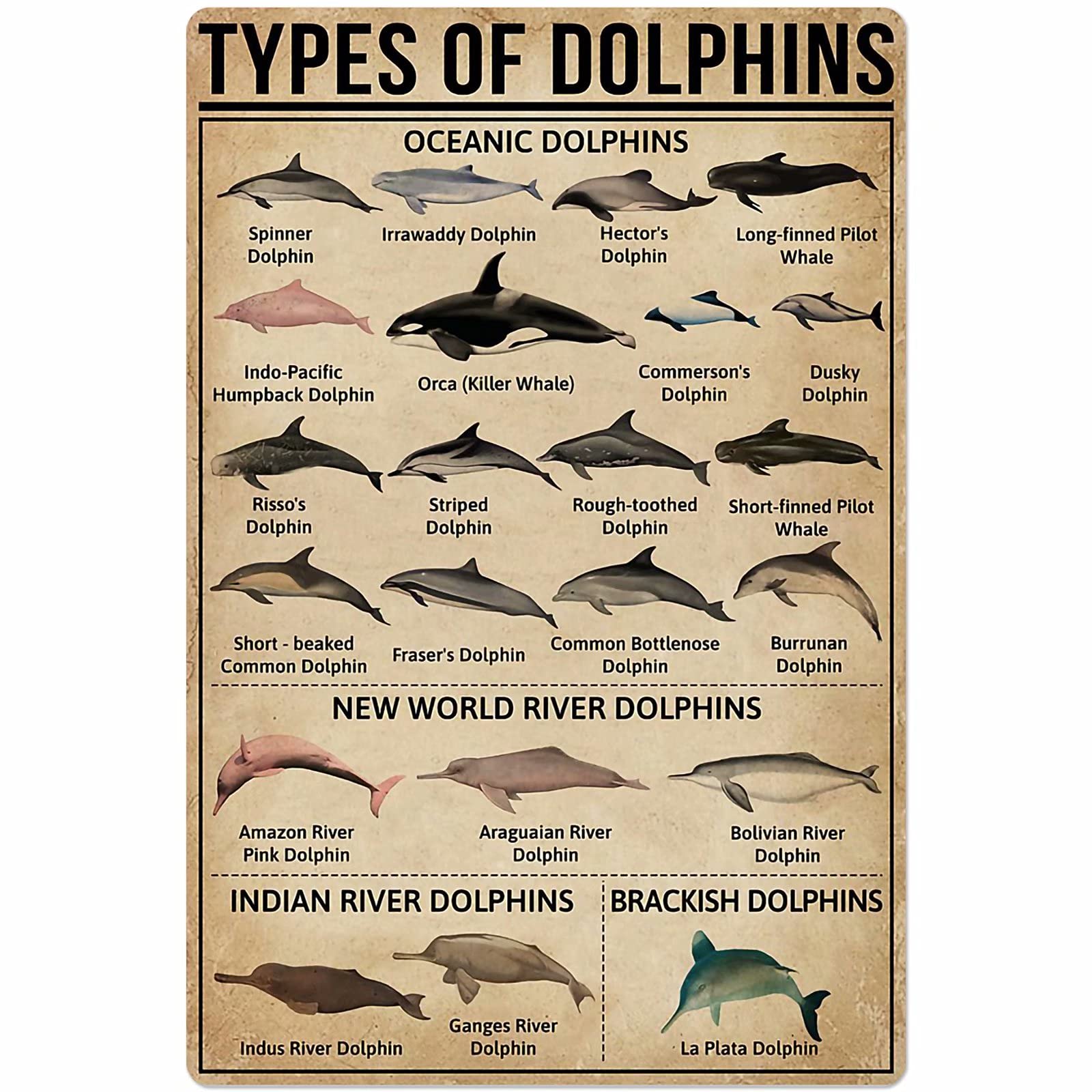 Types Of Dolphins Chart