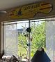 Amazon.com: Landshark Island Style Lager 6' Surfboard -Indoor Use Only ...