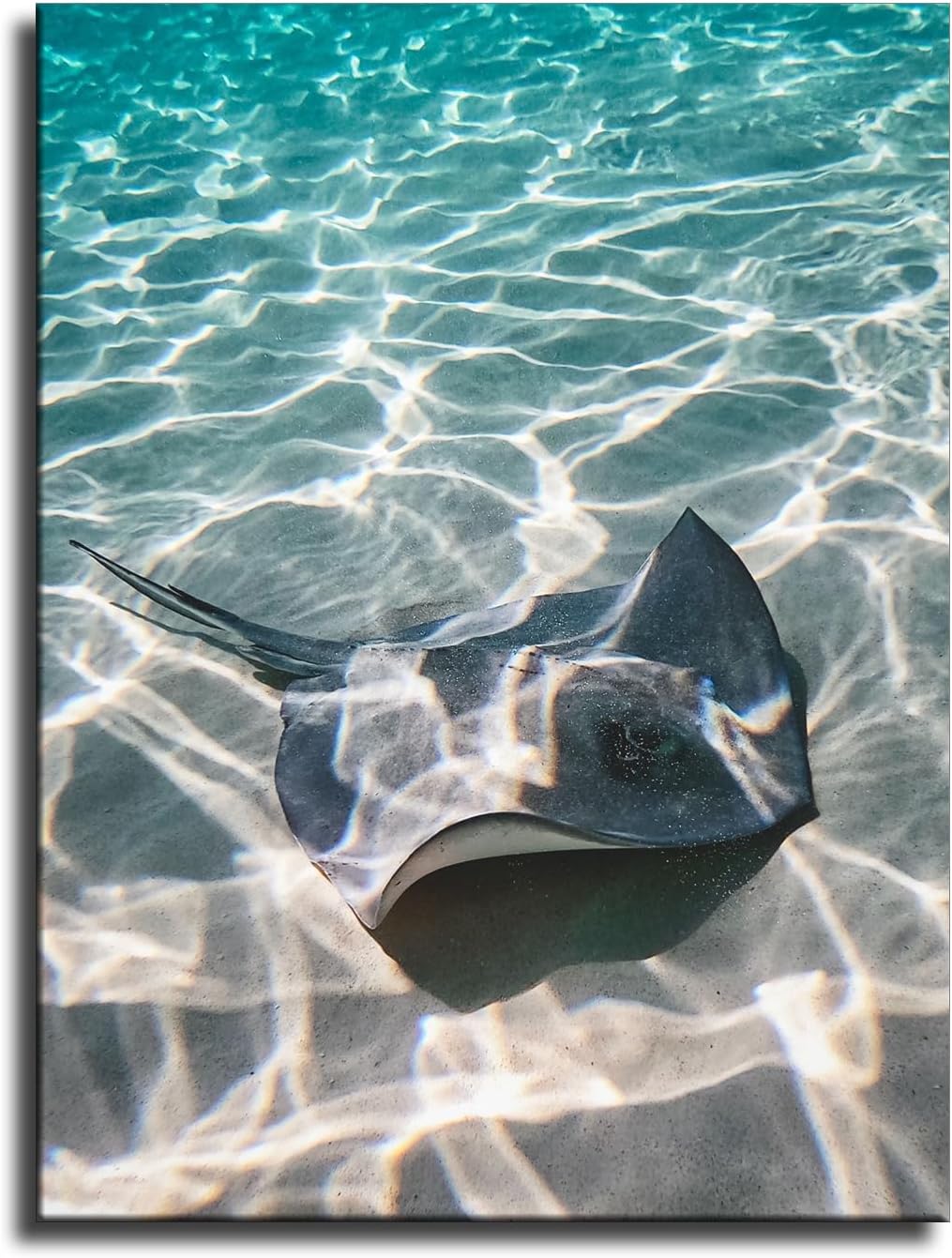 Amazon.com: MAynuo Animal Stingray Swimming The Ocean Floor Poster ...