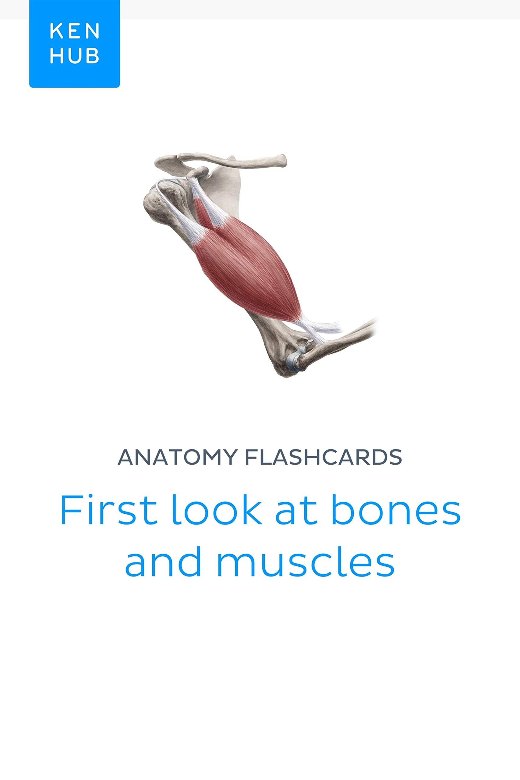 Kenhub Daily Anatomy Flashcards at Norma Castro blog