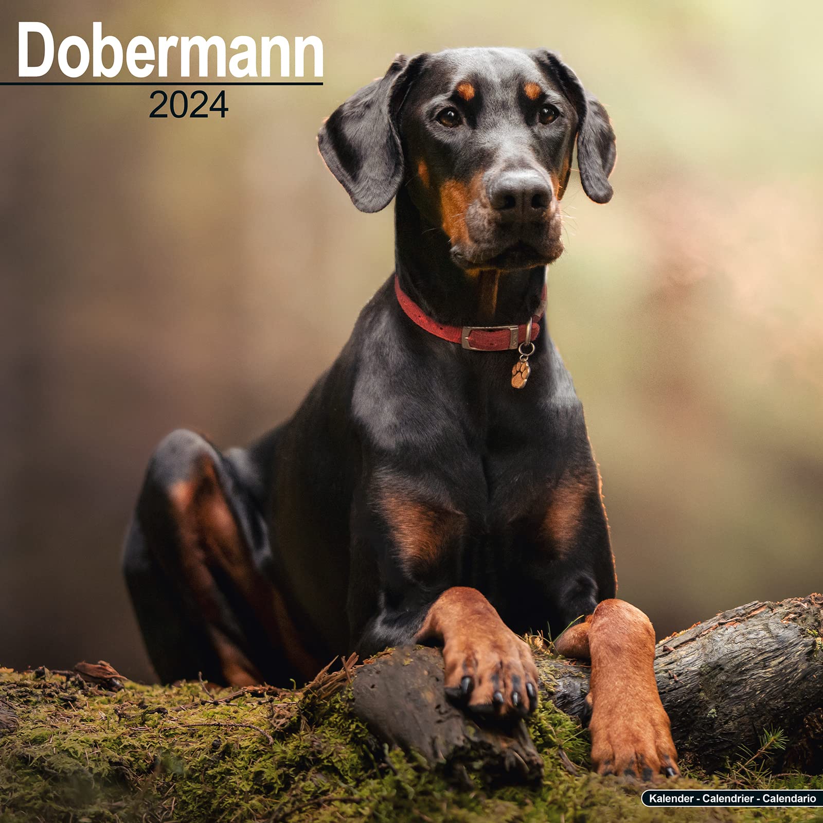 Dobermann (Euro) Calendar 2024 | Square Dog Breed Wall Calendar - 16 Month : Avonside Publishing ...