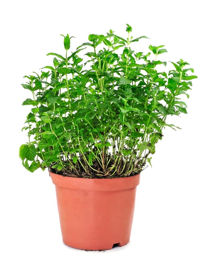 Mint plant - Pudina plant Medicinal Plant (Healthy Live Plant) Pot ...