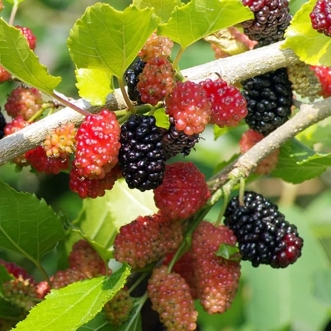 Amazon.co.jp: ITANSE スイートマルベリー 3.5号ポット【クワ科クワ属/日本、中国原産】落葉低木/屋外用/ブラック : DIY・工具・ガーデン