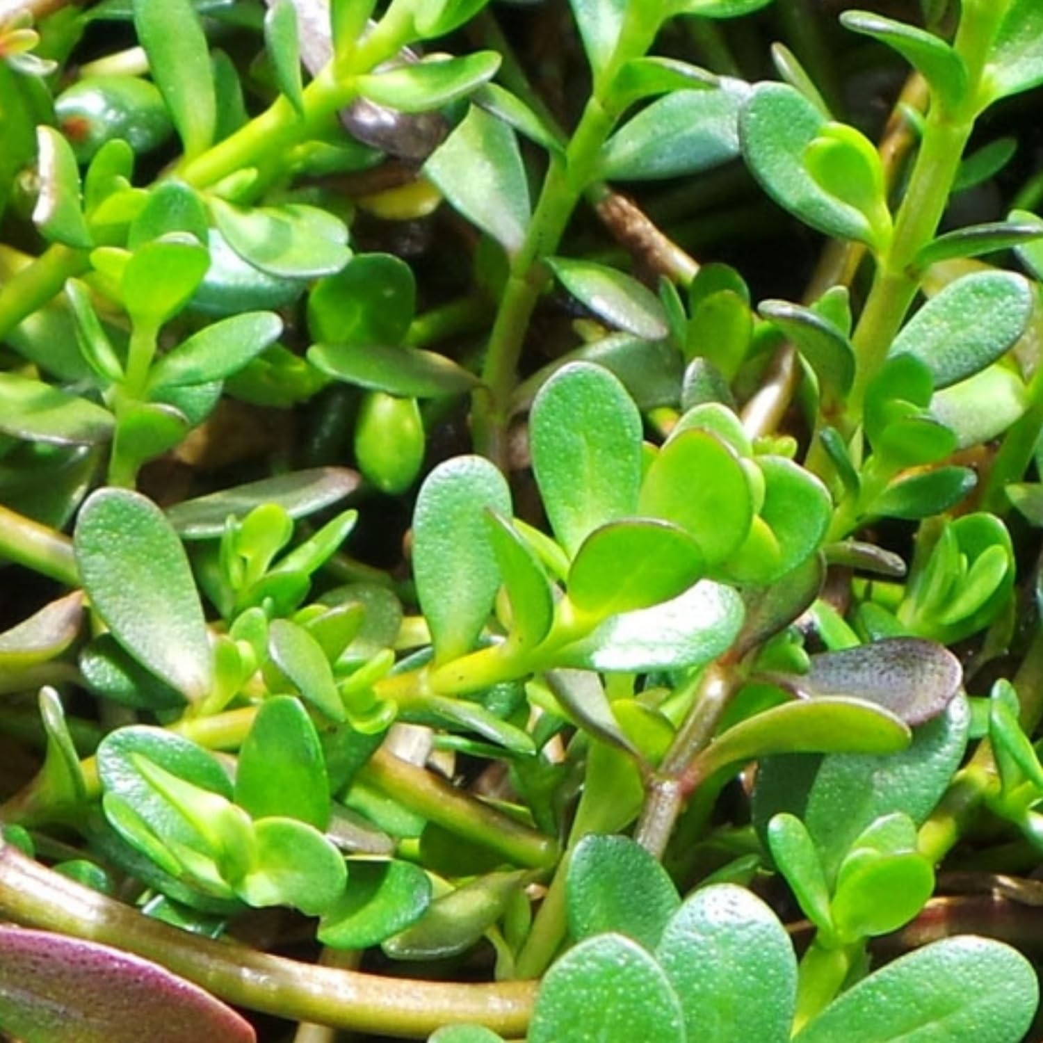 Hug A Plant | Brahmi Plant (Bacopa monnieri) Ornamental/Medicinal Live ...