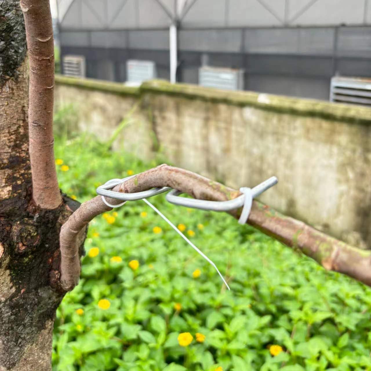 Snapklik.com : Algasan Fruit Tree Branches Pulling Machine Strapping ...