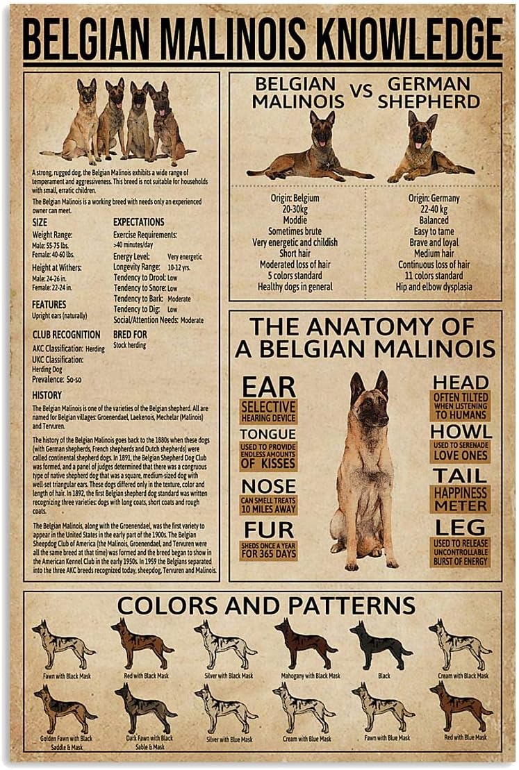 Amazon.com : Retro Metal Tin Sign 8 X 12 Inches Belgian Malinois ...