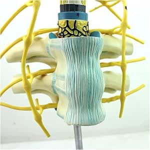 Amazon.com: Spine Model Human Spine Model Thoracic Spinal Cord Spinal ...