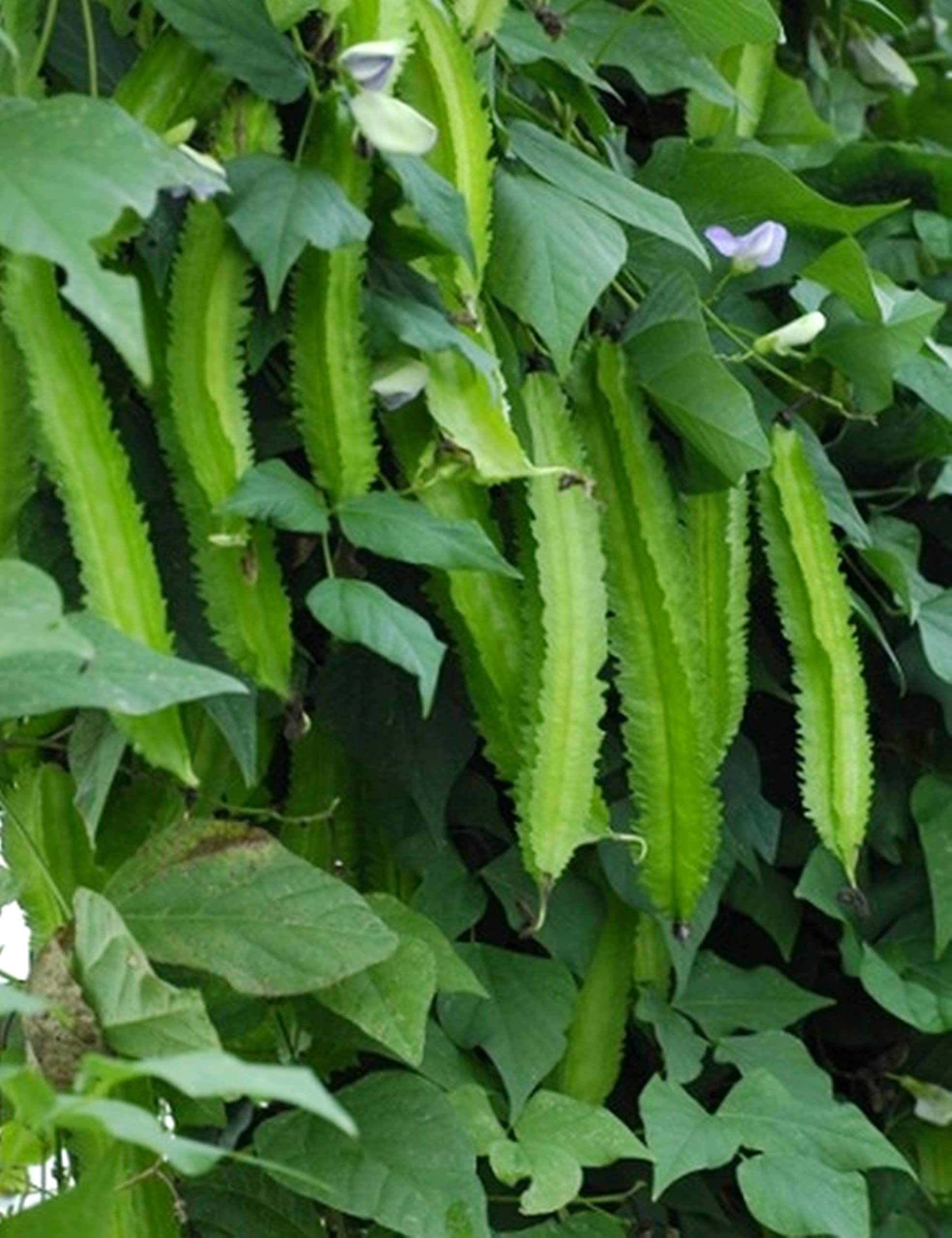 Goa Bean Psophocarpus Tetragonolobus Winged Bean Asparagus Pea 15 Seeds ...