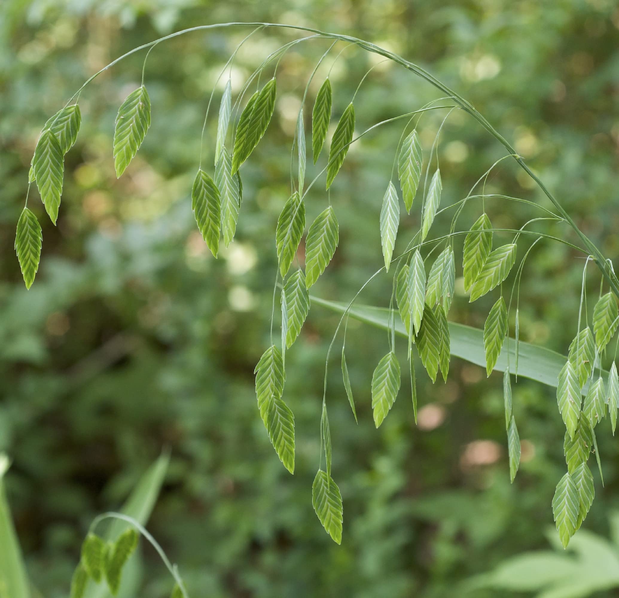 Northern Sea Oats Shade